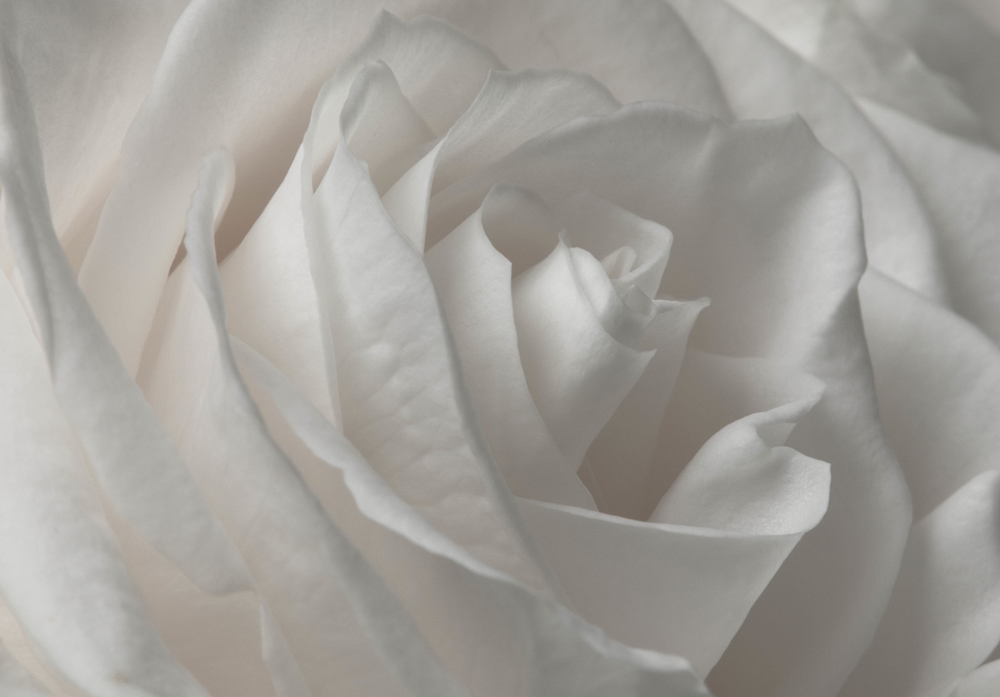 White Rose | wayne eastep's blog